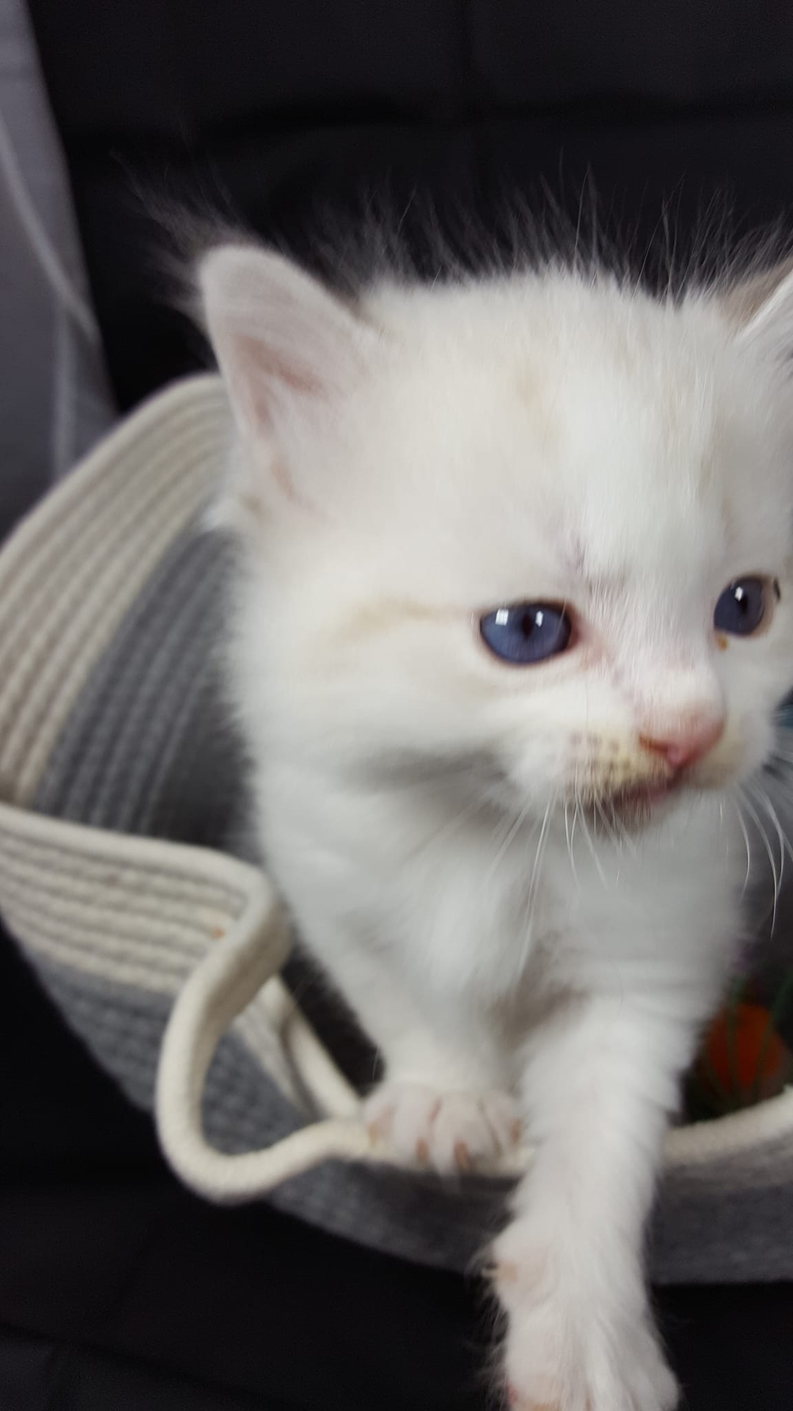 Bien être du Chaton - Chatterie Des Neva du Rocher